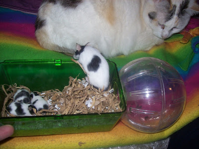 Let's Start a Revolution: Baby Mice at 2 Weeks Old